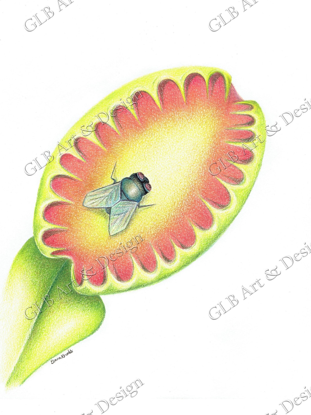 Venus Fly Trap Drawing, Fly Trap Art, Fly Trap Print, Venus Fly Trap ...