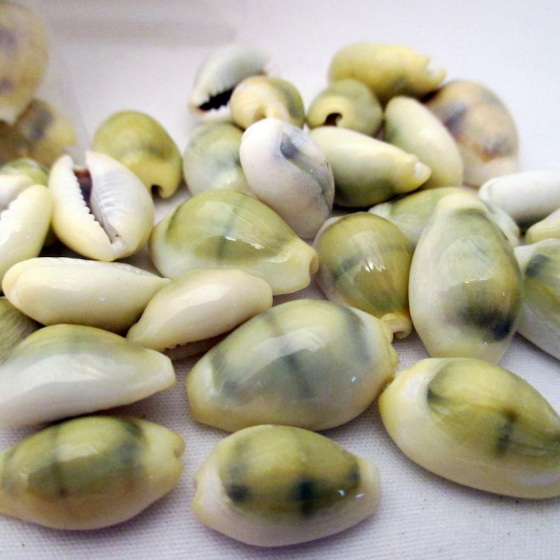 Cowrie Shells - Etsy