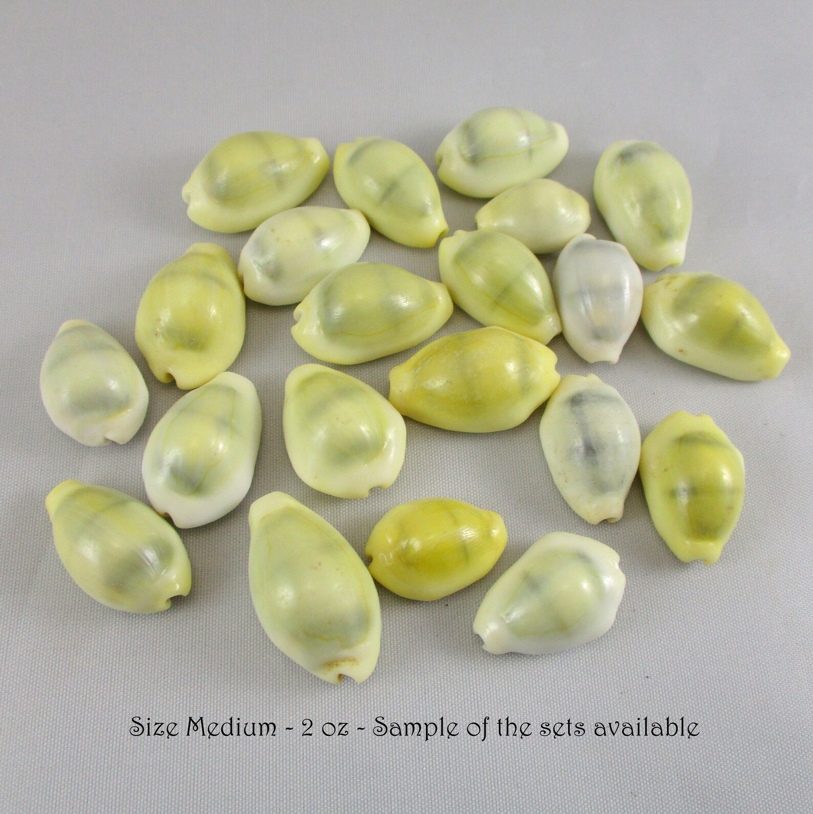 Cowrie Shells Set of 21 - Divination Shells Magical Offerings Orisha ...