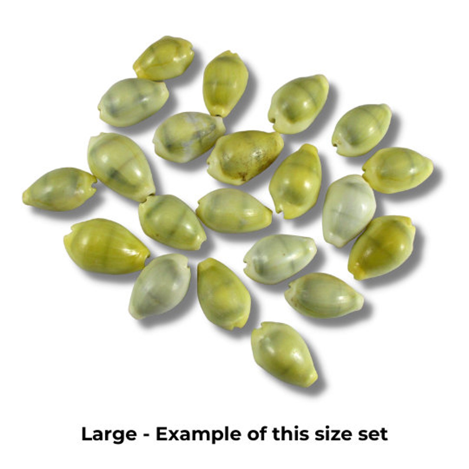 Cowrie Shells Set of 21 Divination Shells Magical Offerings - Etsy