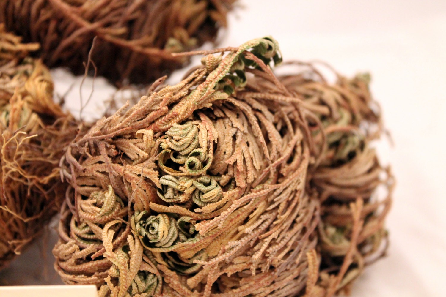 Jericho Flower Resurrection Plant Rose of Jericho Love | Etsy