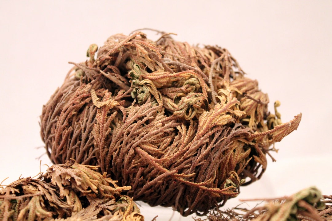 Jericho Flower - Resurrection Plant Rose of Jericho - Love Luck Hoodoo ...