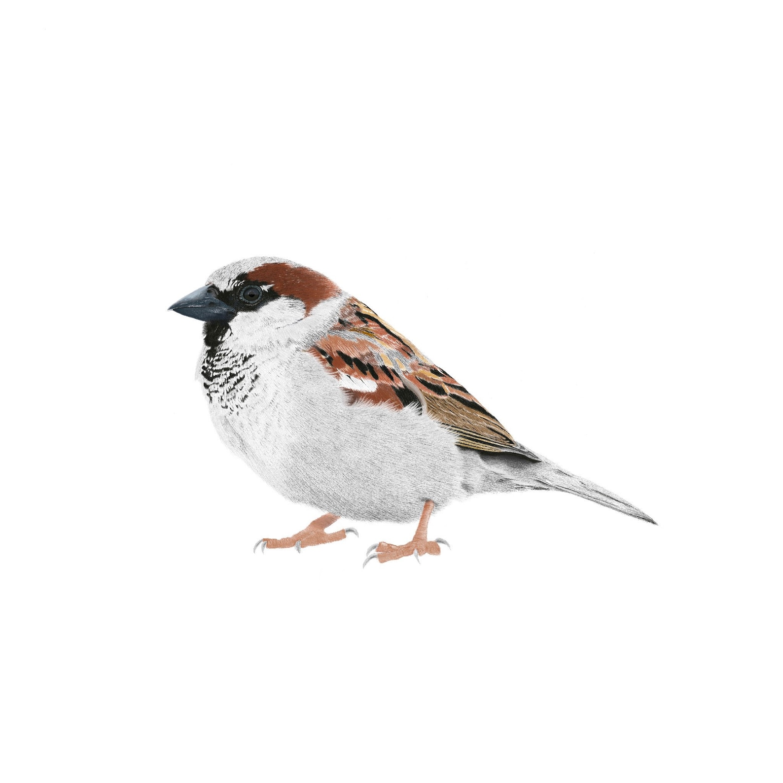 A6 Illustration Sparrow Greeting Card Illustrated Greeting Card ...