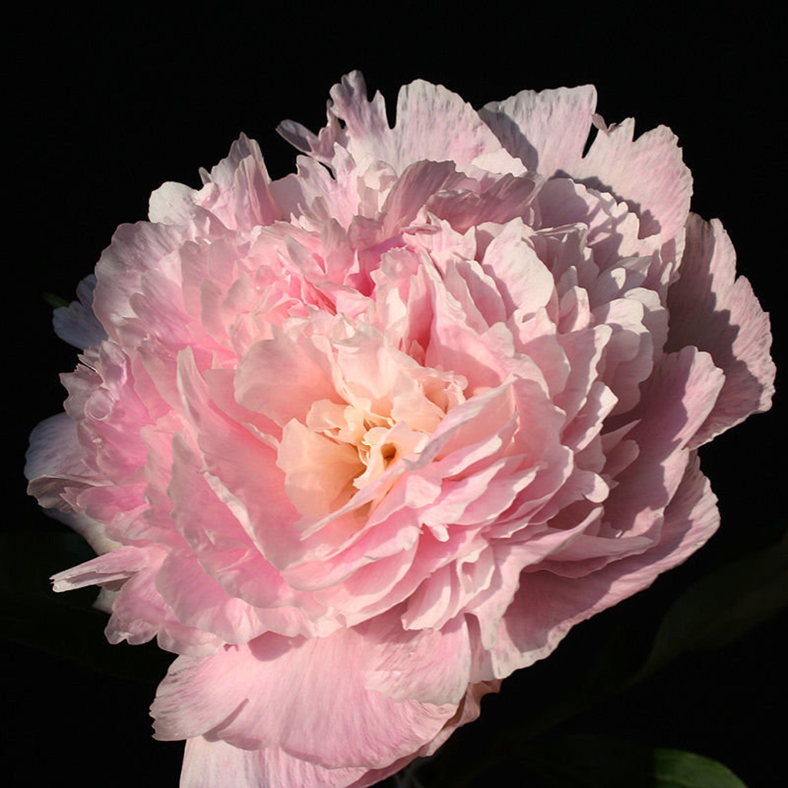 Peony/paeonia Plant 'pecher' 3/5 Eyes Bare Root Shipping Apr 2026 - Etsy