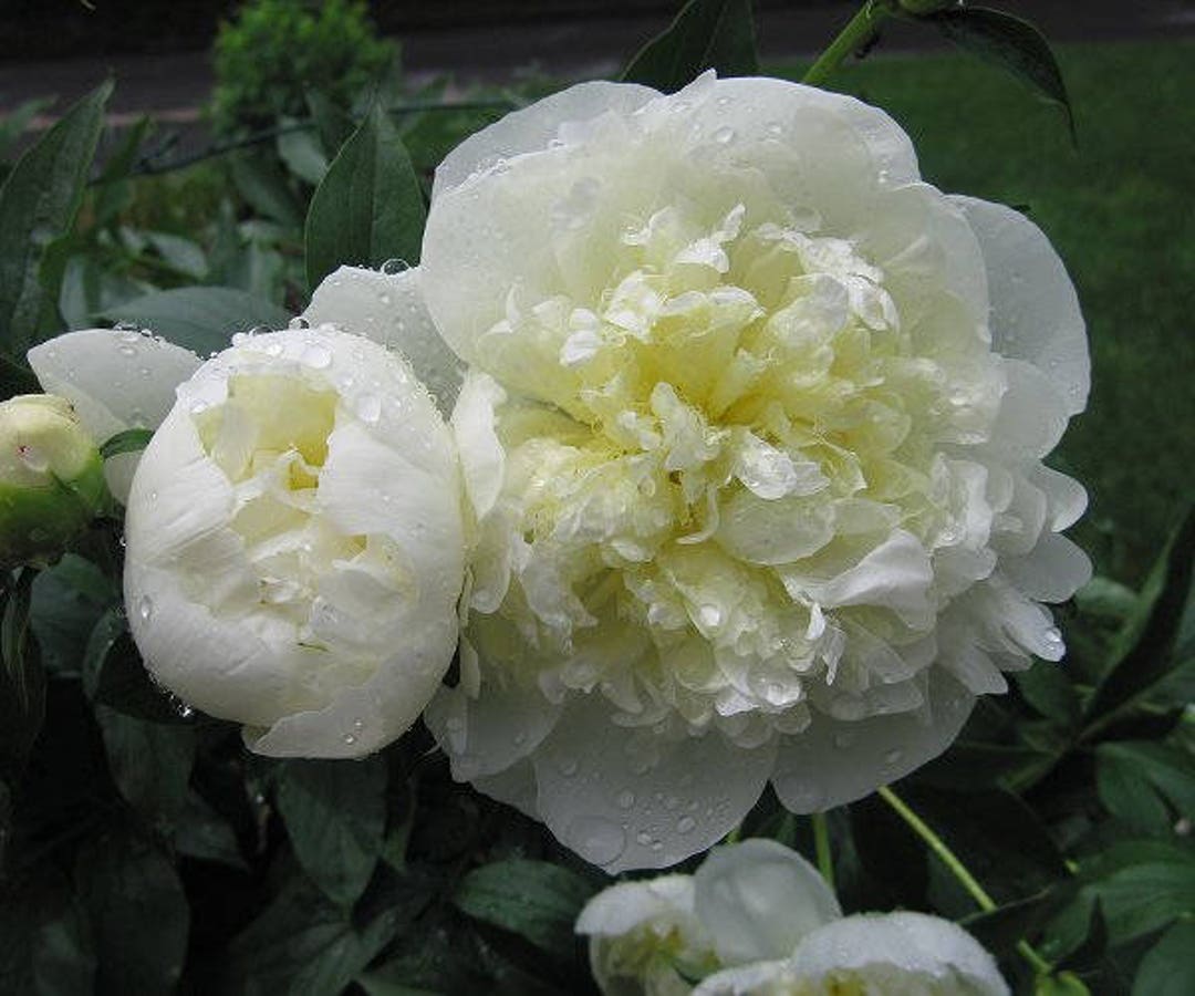 Peony/paeonia Plant 'duchess De Nemours' 3/5 Eyes Bare Root Shipping ...