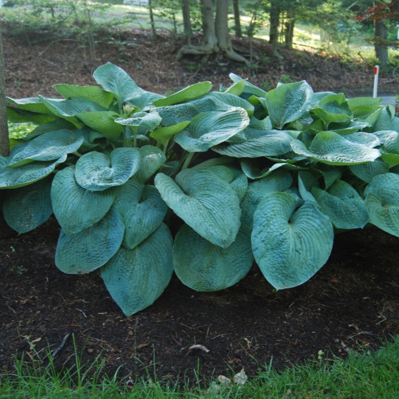 Purple Hosta Plant - Etsy