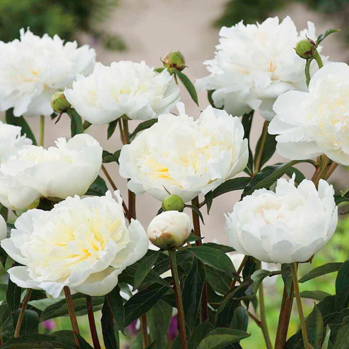 Peony/paeonia Plant 'duchess De Nemours' 3/5 Eyes Bare Root Shipping ...