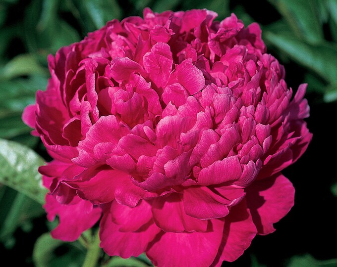 Peony/paeonia Plant 'best Man' 3/5 Eye Bare Root Shipping Oct 2024 - Etsy
