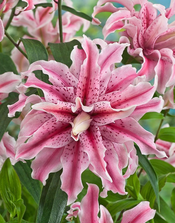 2 Double Oriental Lily Bulb Magic Star 16/18cm | Etsy