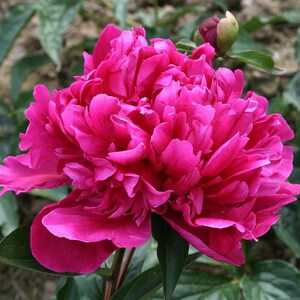 Peony/paeonia Plant 'pecher' 3/5 Eyes Bare Root - Etsy