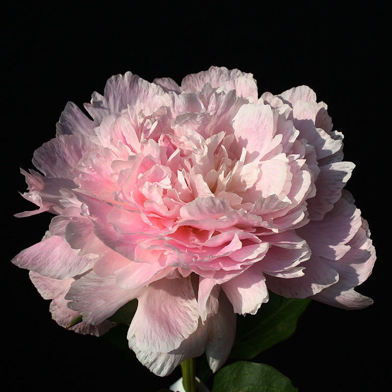 Peony/paeonia Plant 'pecher' 3/5 Eyes Bare Root Shipping Apr 2026 - Etsy