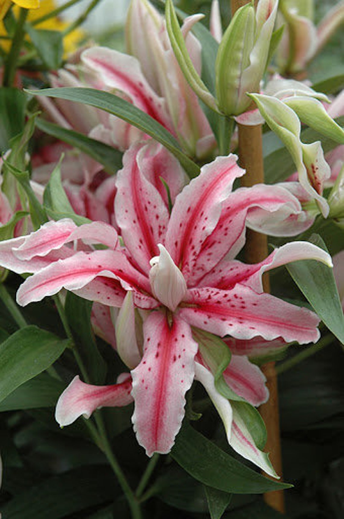 2 Double Oriental Lily Bulb Magic Star 16/18cm | Etsy