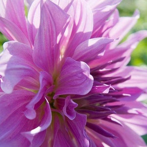 2 Dinner Plate #1 Size Dahlia Tuber/root/bulb 'lavender Ruffles ...
