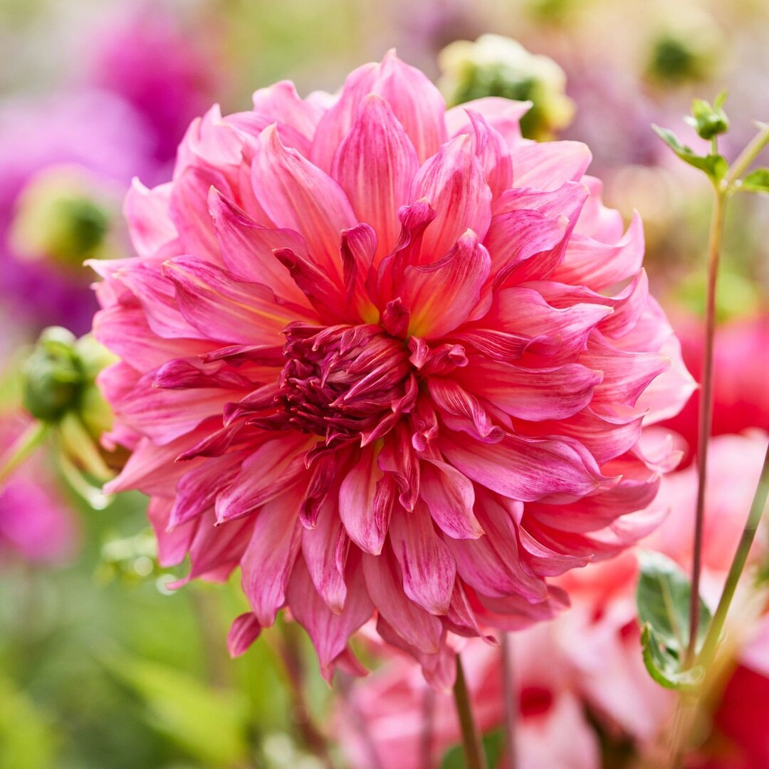 2 Dinner Plate #1 Size Dahlia Tuber/root/bulb 'islander' Shipping April ...