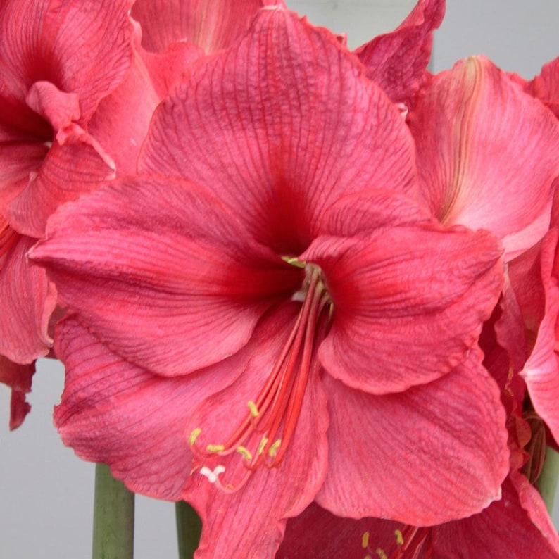 Amaryllis Dutch 'pink Surprise' 34/36 Cm Jumbo Bulbs - Etsy