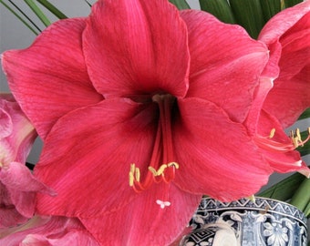 Pink Amaryllis | Etsy