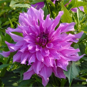 2 Dinner Plate #1 Size Dahlia Tuber/root/bulb 'lavender Ruffles ...