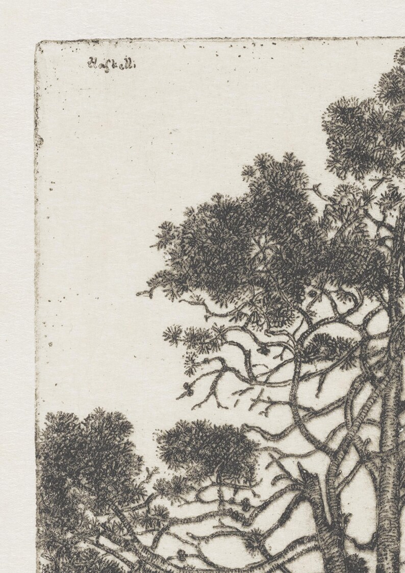Trees Etching 1. Etchings & Engravings Print. Tree Art Print. Etching ...