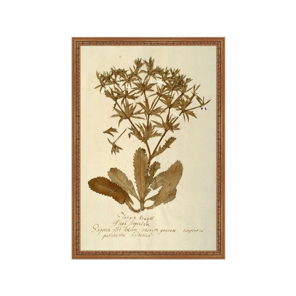 Framed Herbarium - Etsy
