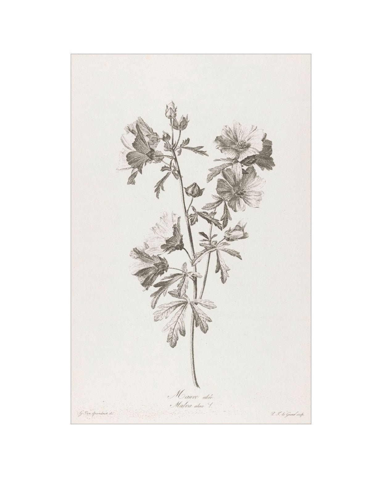 Floral Drawing. Country Farmhouse Art Print. Floral Still | Etsy