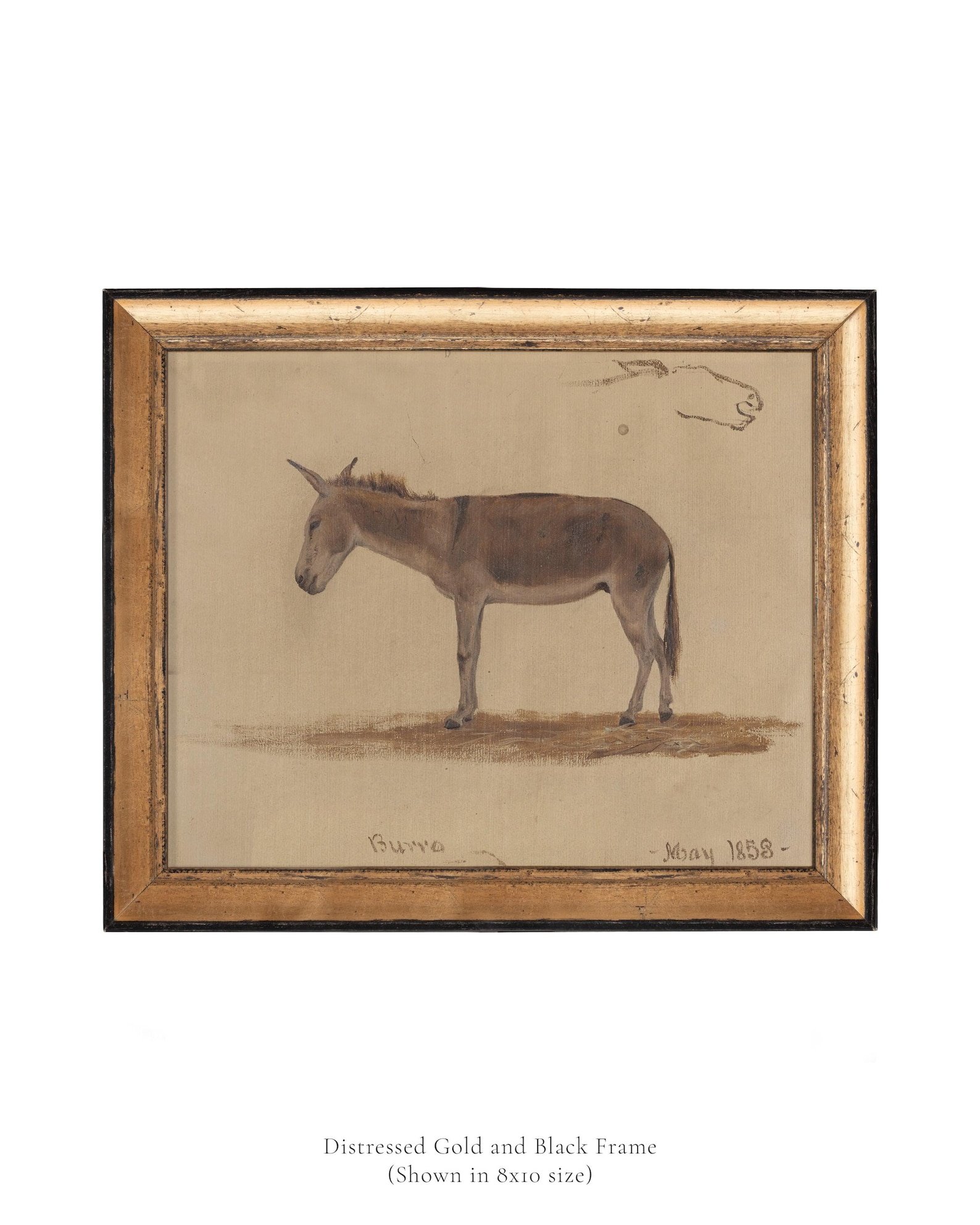 FRAMED. Donkey. Antique Animal Art. Vintage Animal Wall. Donkey Study ...