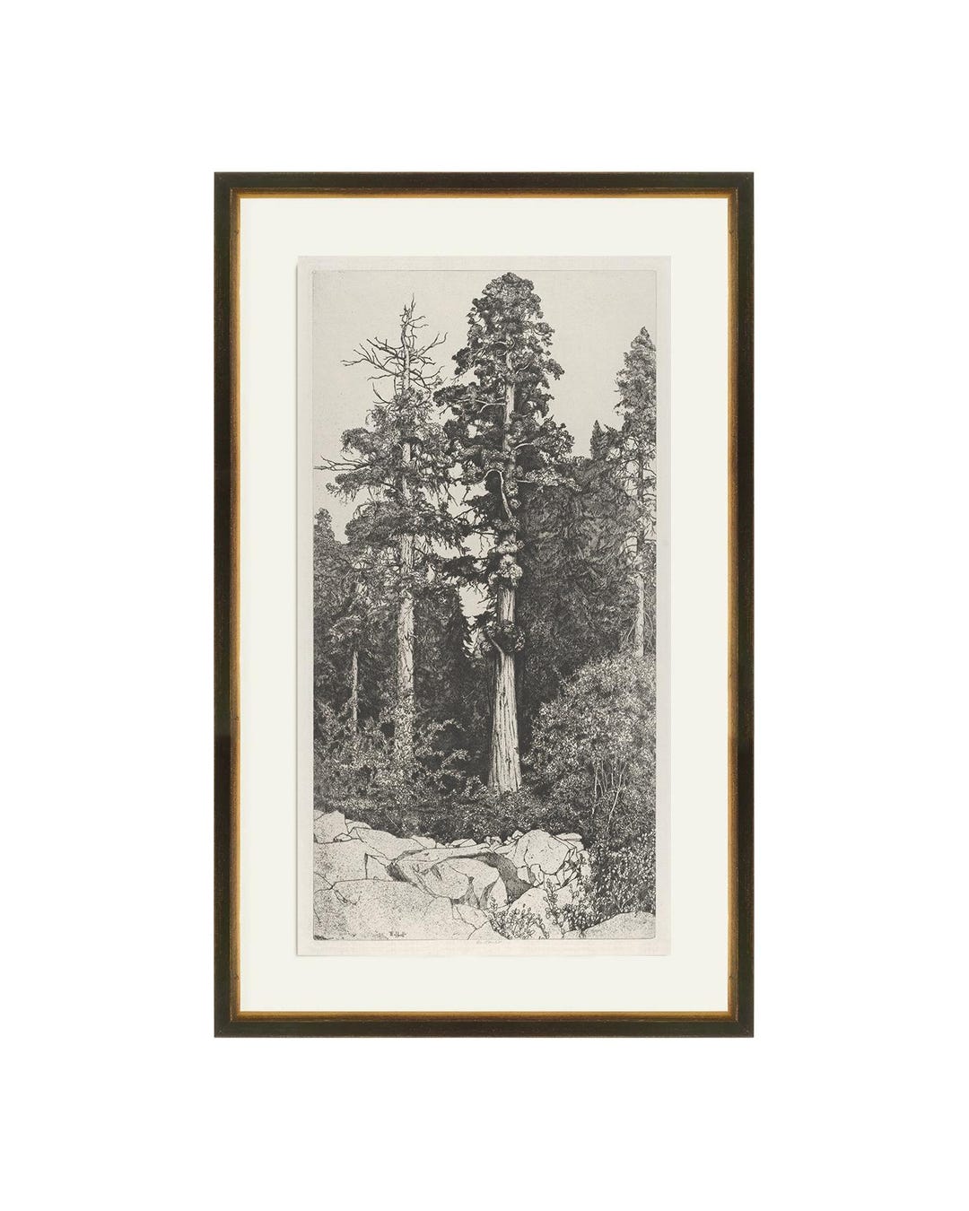 Framed Trees Etching 5. Etching Tree Print. Framed Vertical Trees Wall Art. Framed Etching Tree ...