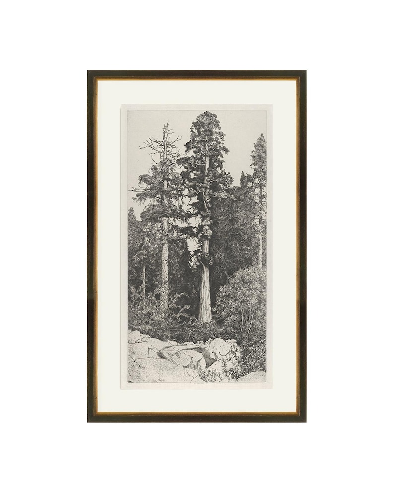 Framed Trees Etching 5. Etching Tree Print. Framed Vertical Trees Wall ...