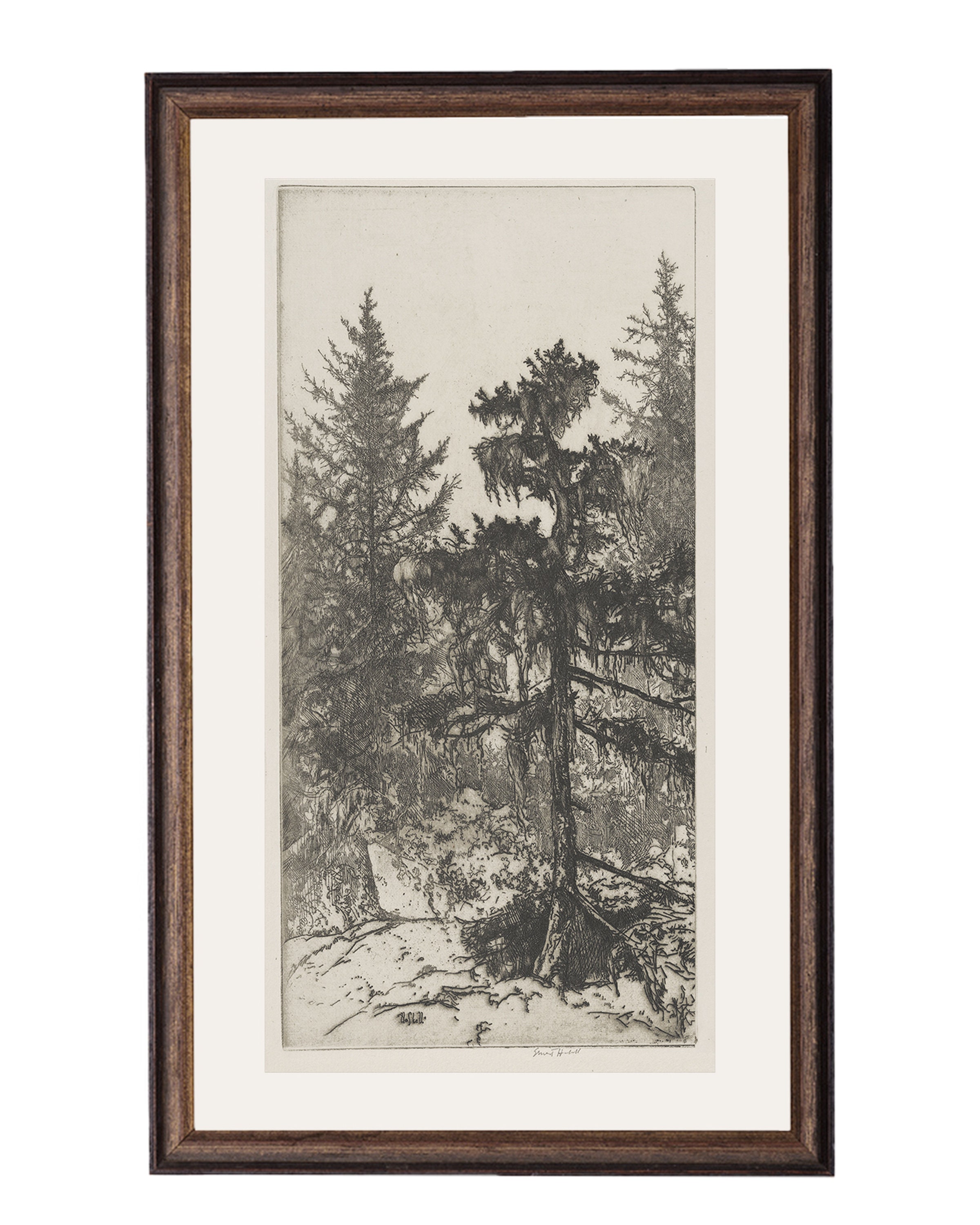 Trees Etching 2. Trees Wall Art Printed. Botanical Etching. - Etsy