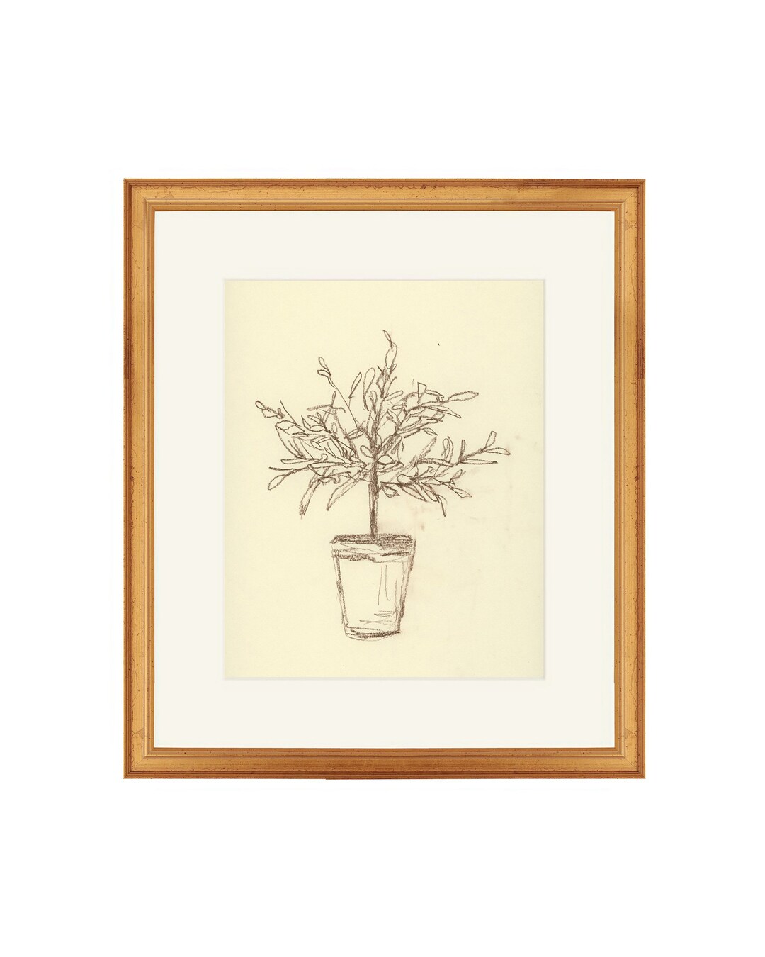 FRAMED. Olive Tree Sketch. Olive Tree Print. Tree Sketch Print. Olive ...