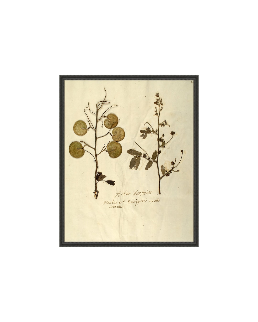 FRAMED. Herbarium X. Vintage Botanical Art. Framed Leaf Art. Framed ...