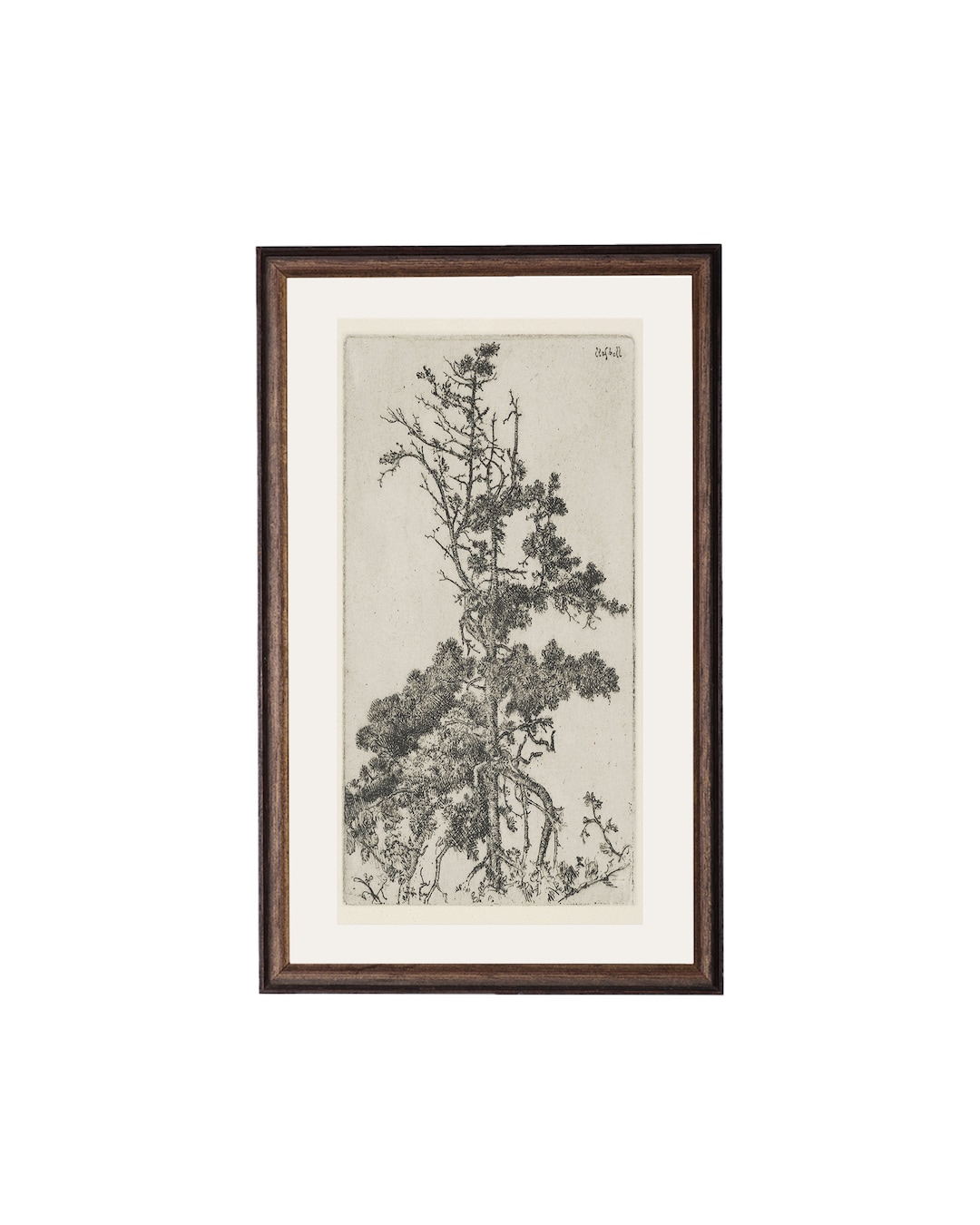 Trees Etching 4. Botanical Art Print. Vintage Tree Print. Tree Etching ...