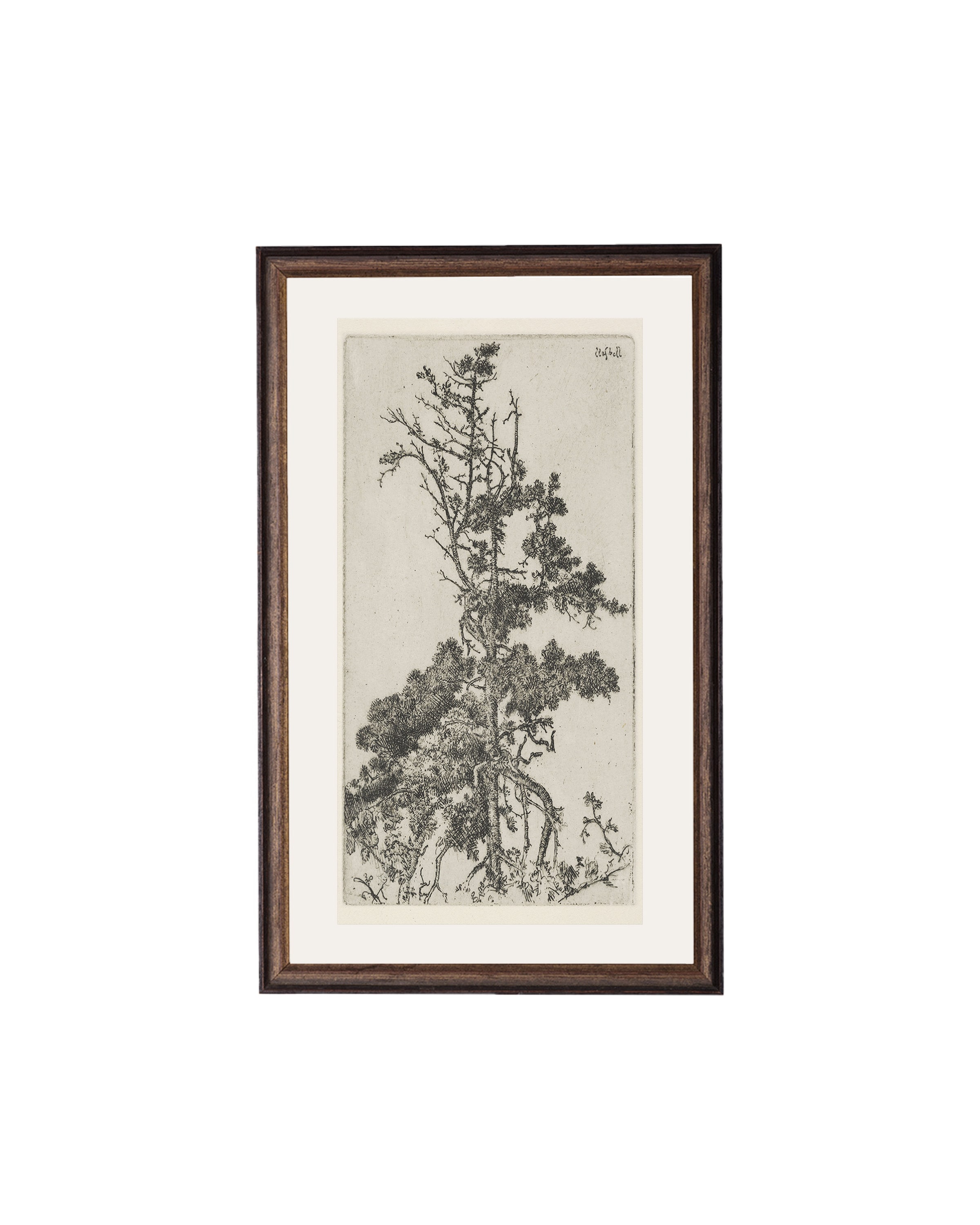 Trees Etching 4. Botanical Art Print. Vintage Tree Print. Tree Etching ...