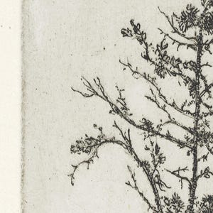 Trees Etching 4. Botanical Art Print. Vintage Tree Print. Tree Etching ...