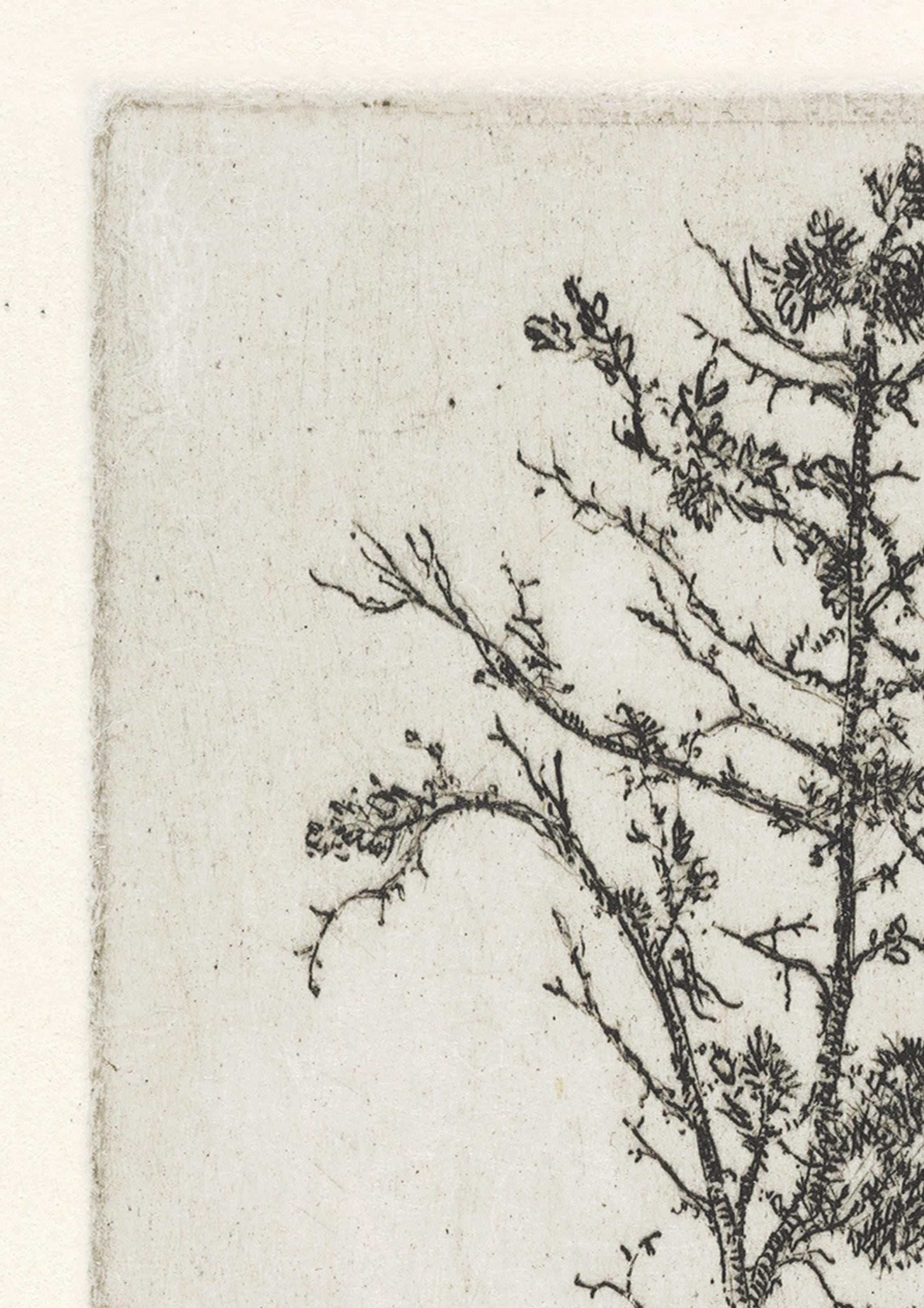 Trees Etching 4. Botanical Art Print. Vintage Tree Print. Tree Etching ...