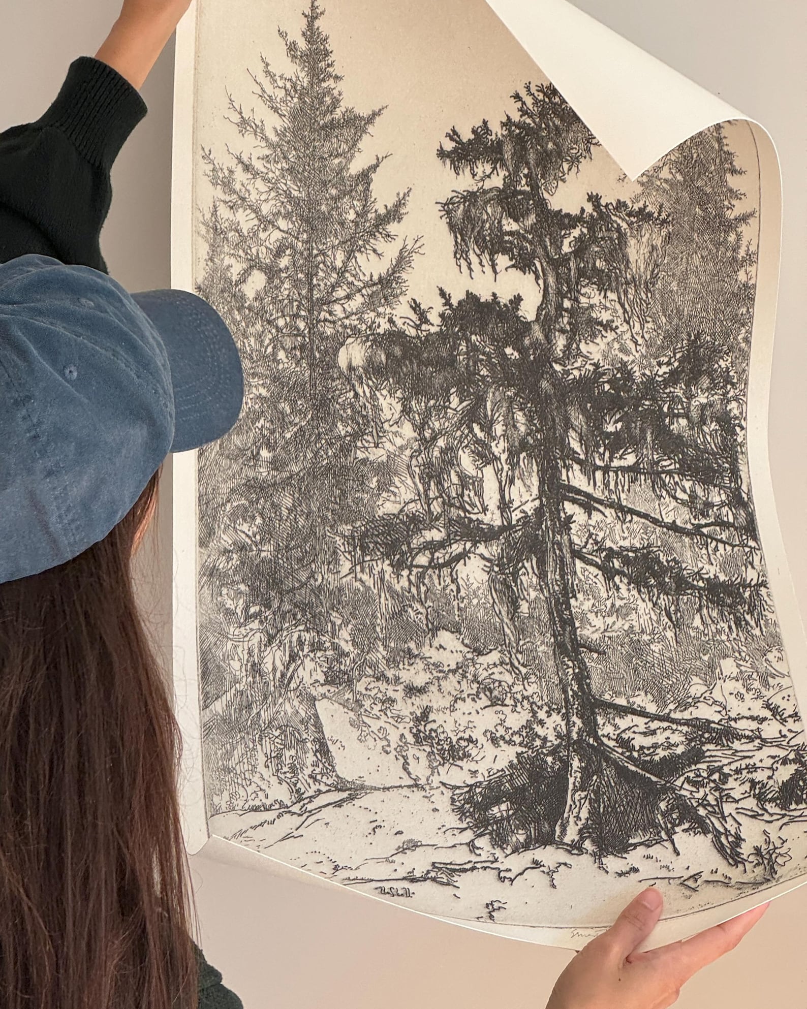 Trees Etching 2. Trees Wall Art Printed. Botanical Etching. Tree Prints ...