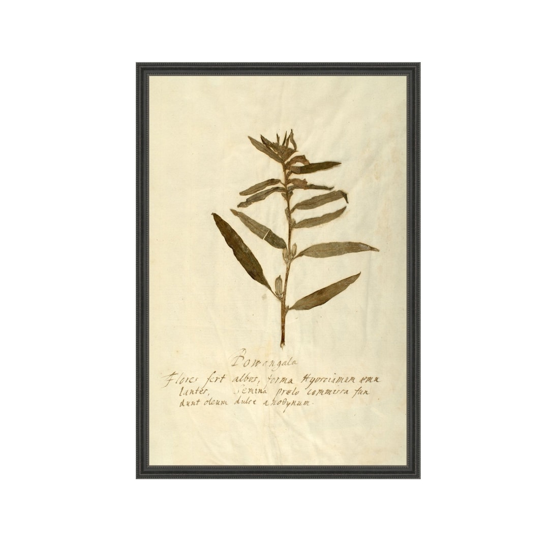 Herbarium VIII. Vintage Botanical Print. Art Prints. Vertical Wall Art ...