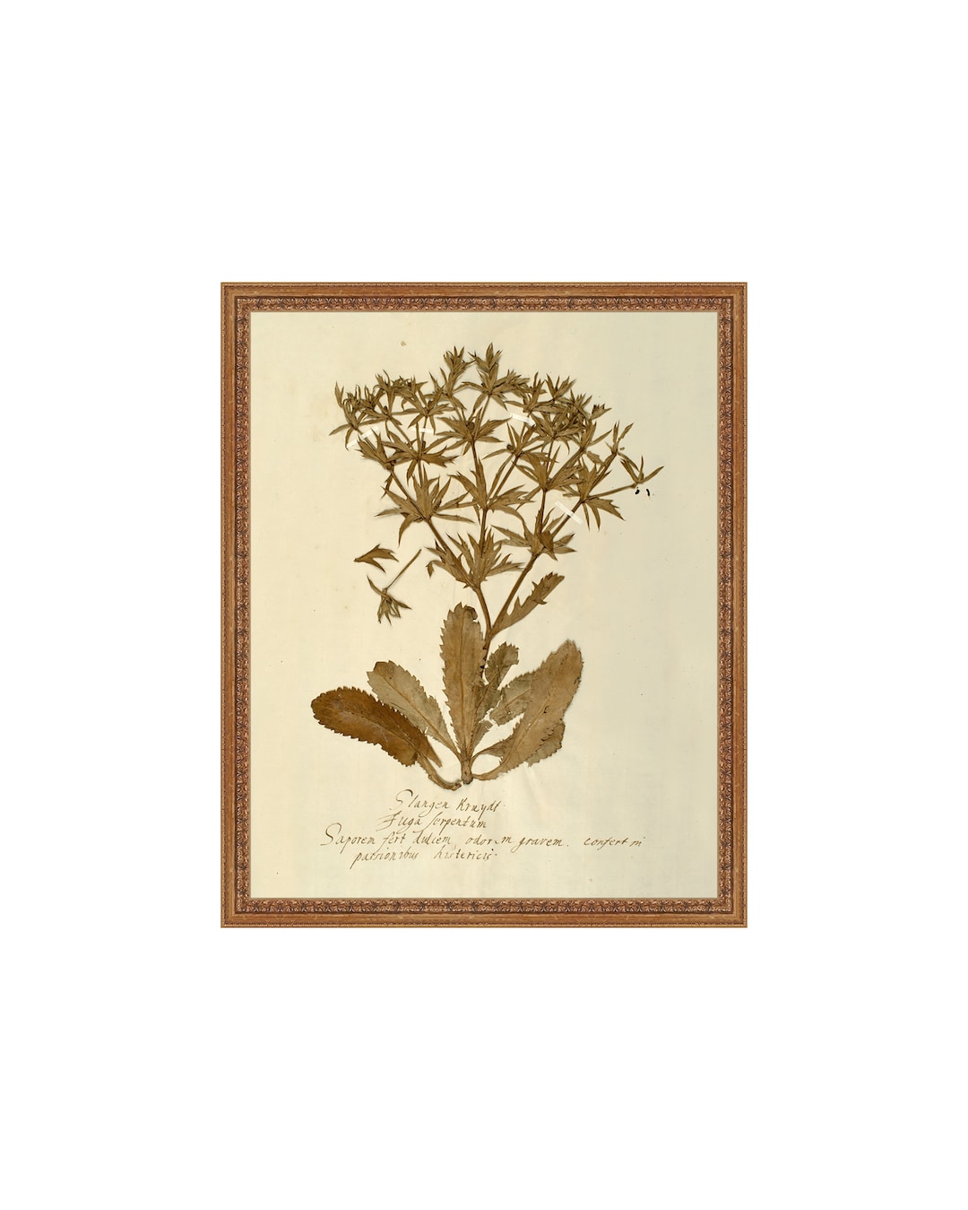 FRAMED. Herbarium II. Framed Dried Botanicals. Dried Plant Wall Decor ...