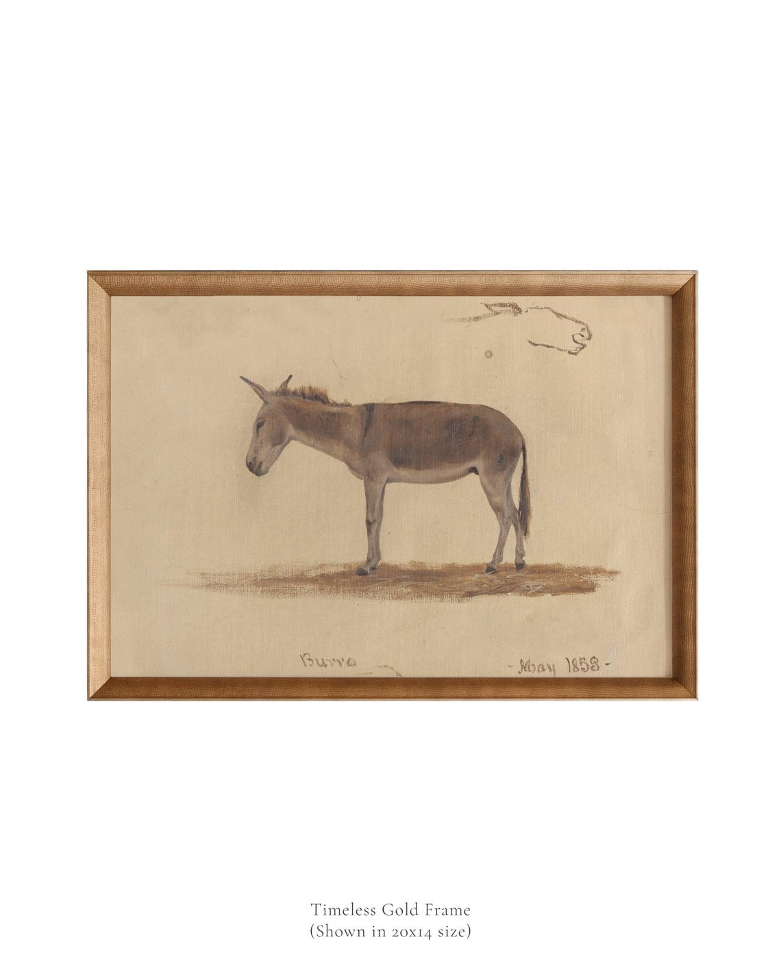 FRAMED. Donkey. Antique Animal Art. Vintage Animal Wall. Donkey Study ...