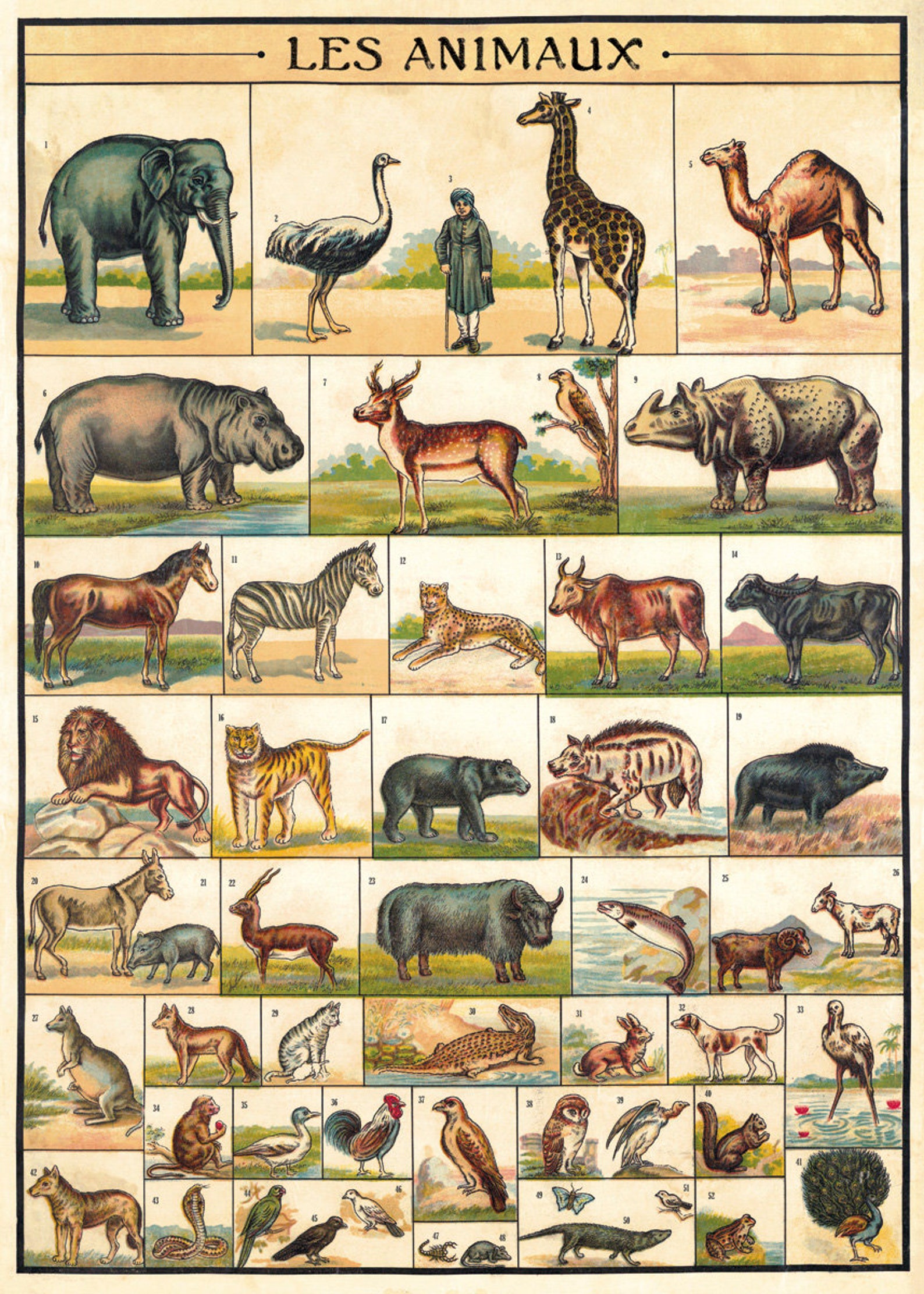 Cavallini Animal Poster - Etsy