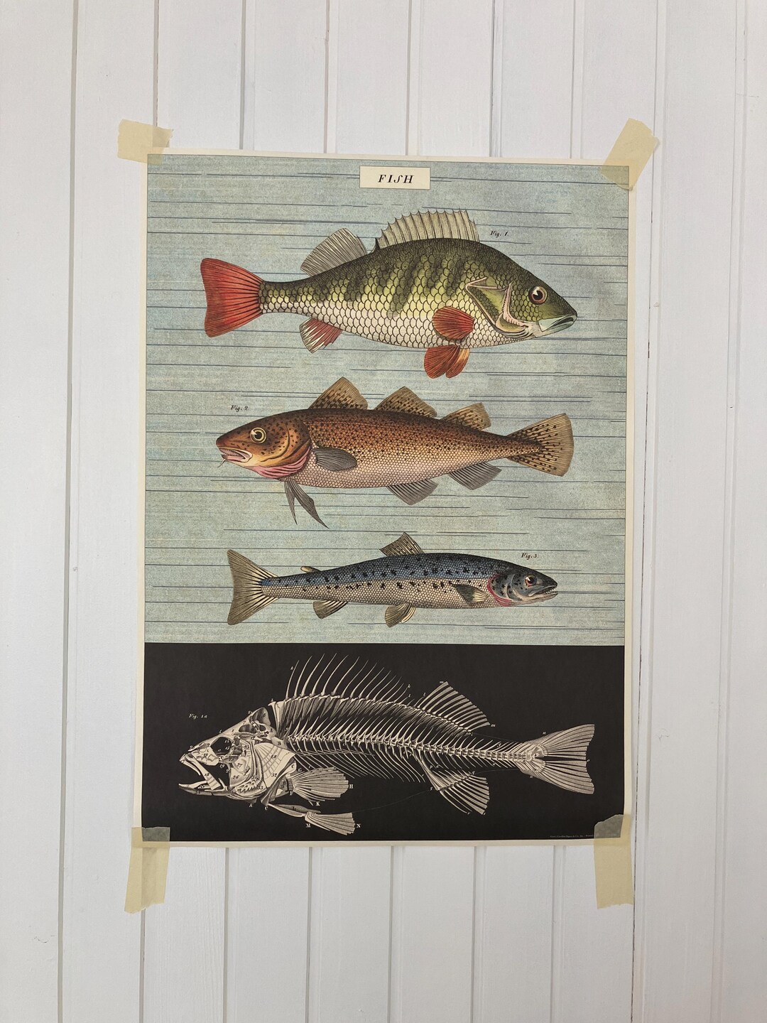 Cavallini Poster Fish - Etsy