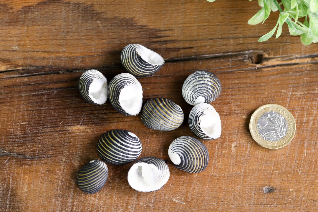 Black Striped Spiral Sea Shells: Crafting, Jewelry Making, Beach Decor ...