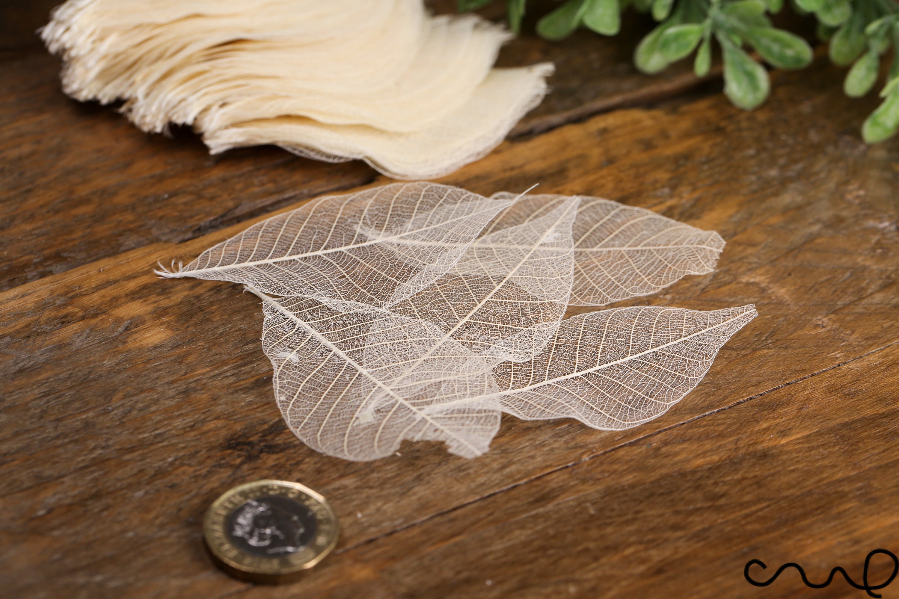 NEW 100 X Natural Skeleton Rubber Leaves Approx 2.5"/6-7 Cm - Etsy UK