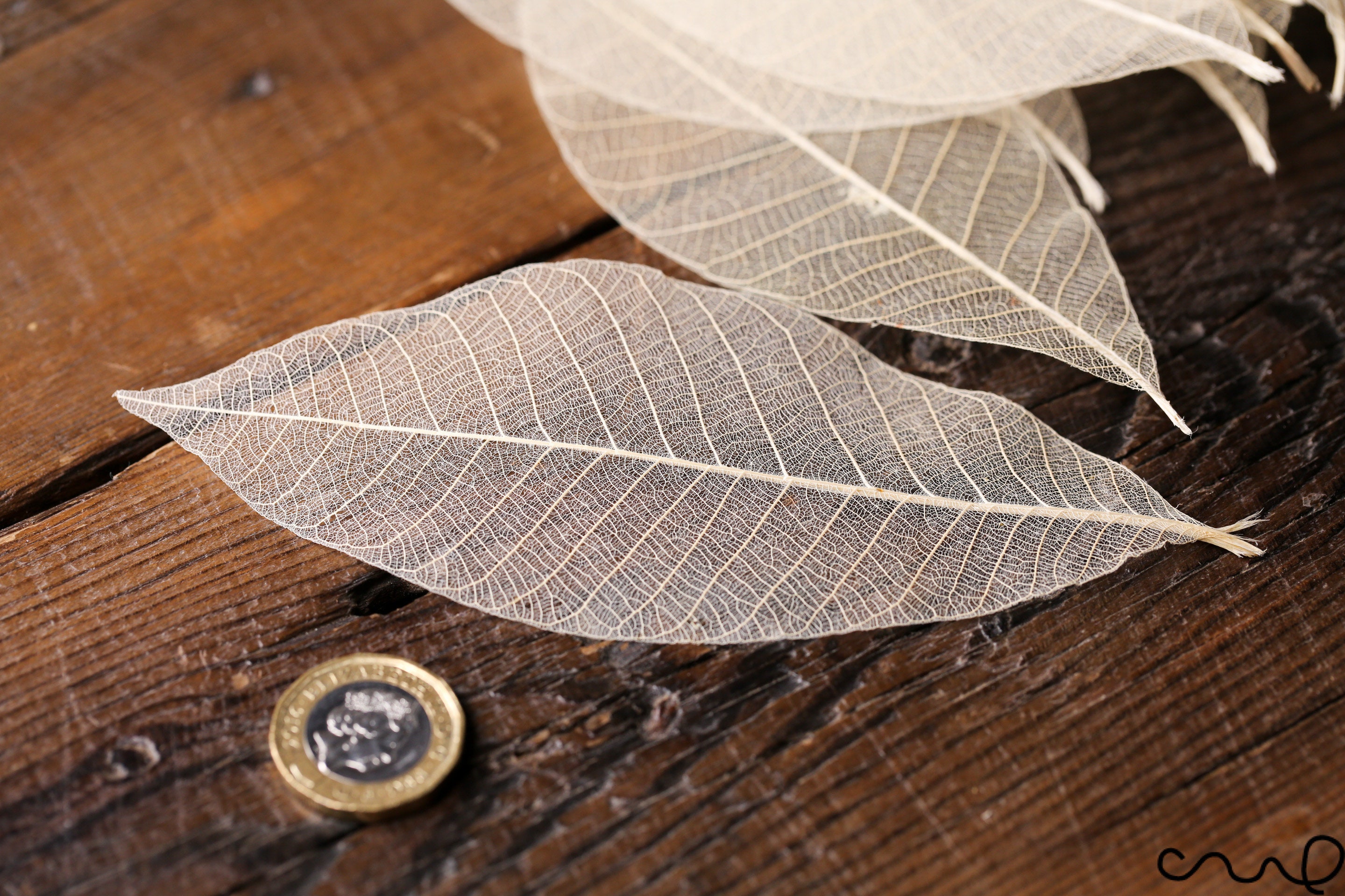 100x Large Natural Skeleton Rubber Leaves Approx - Etsy