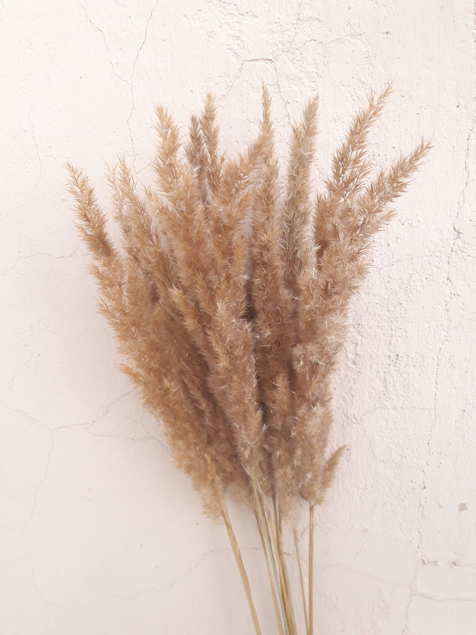 Cream Grass Decor, Grass Decor, Wild Pampas Grass Dried, Large Pampas ...