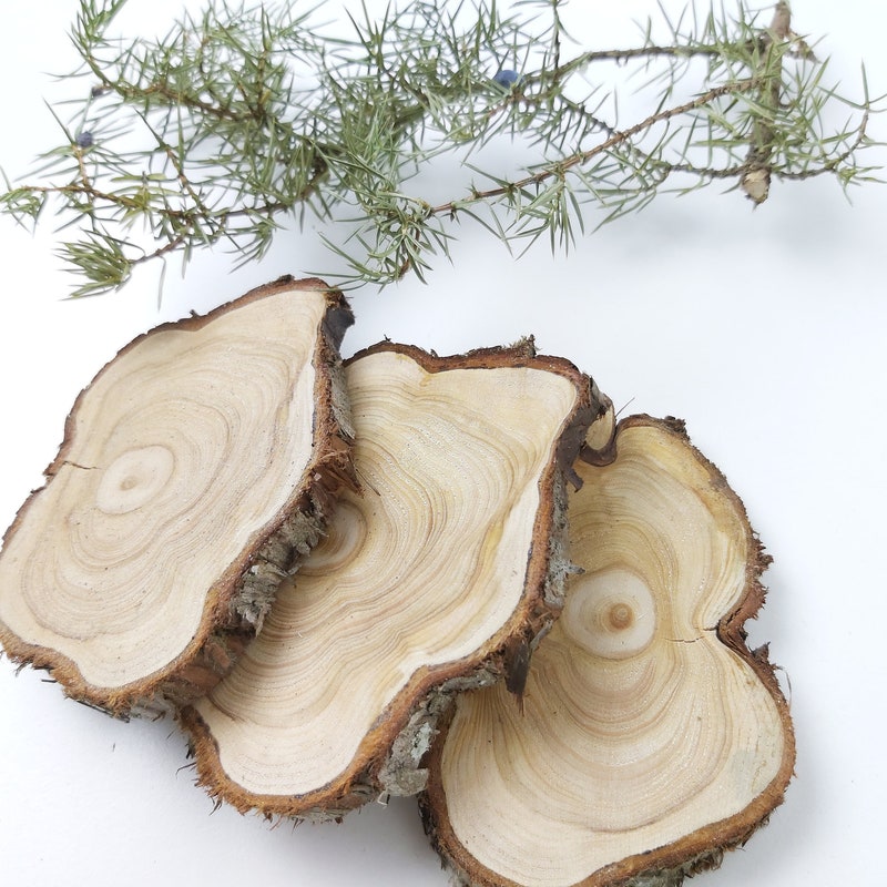 Tree Branch Slices - Etsy