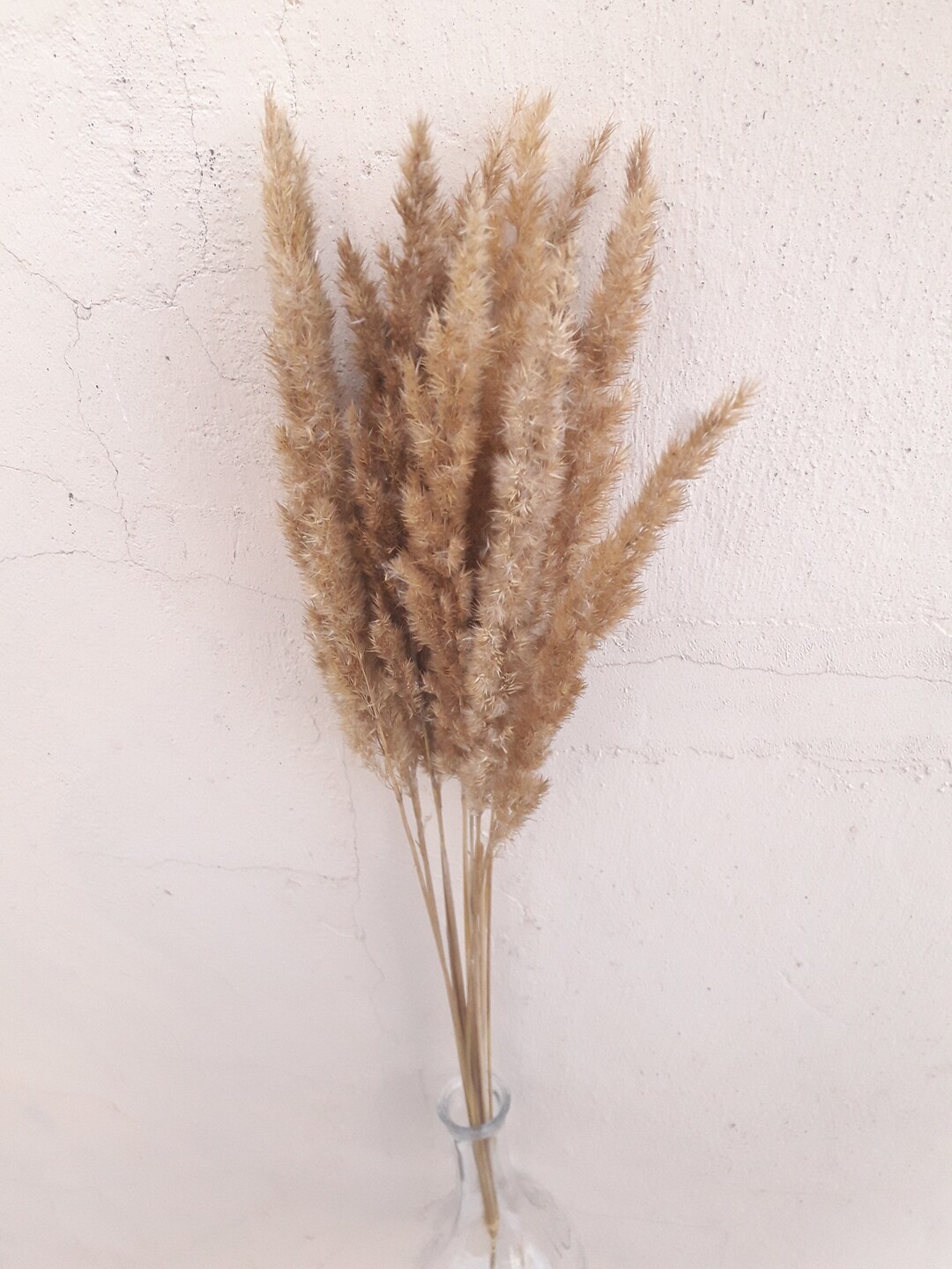 Cream Grass Decor, Grass Decor, Wild Pampas Grass Dried, Large Pampas ...