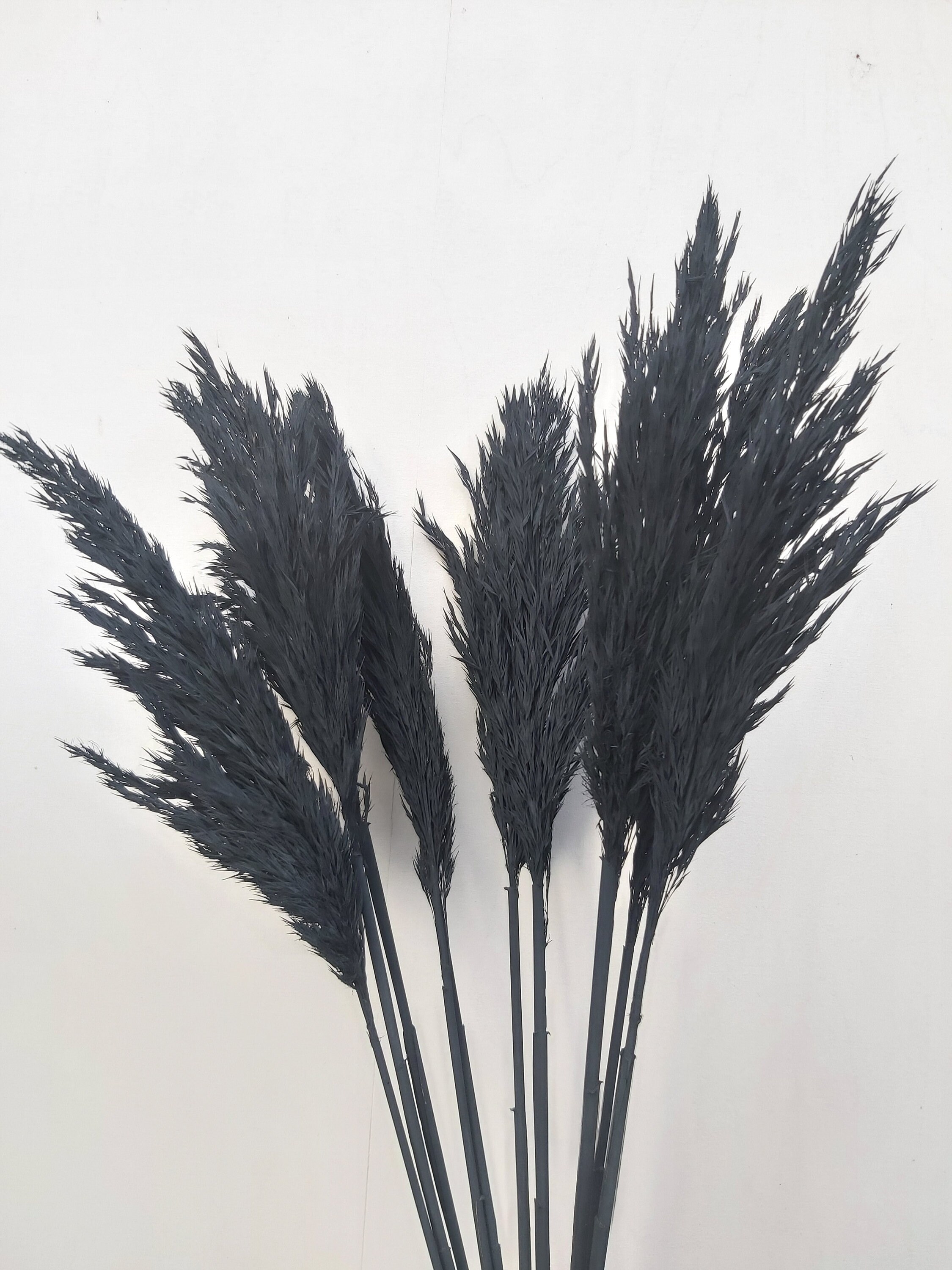 Black Pampas Grass Decor Black Pampas Grass Decor Black Etsy