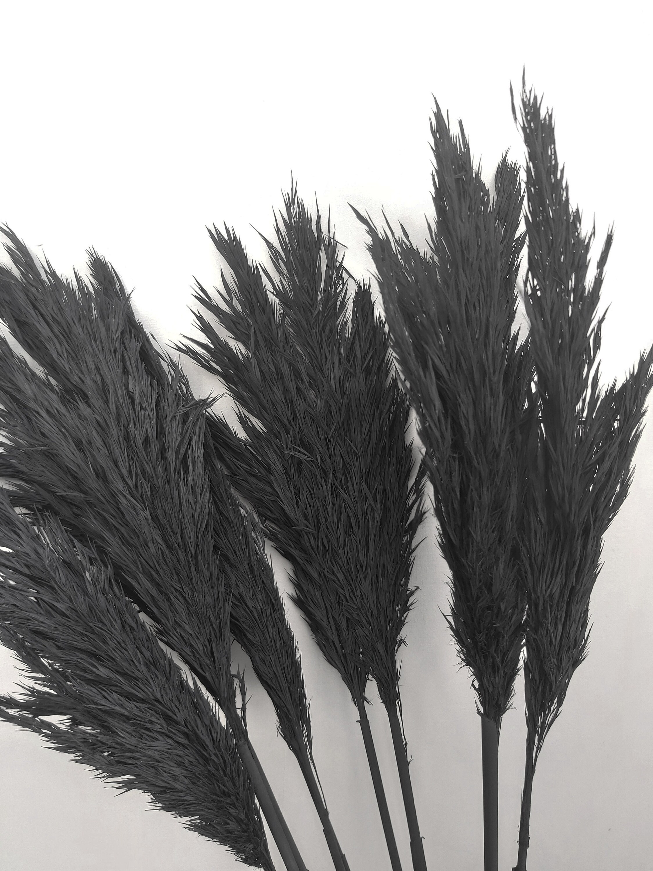 Black Pampas Grass Decor Black Pampas Grass Decor Black Etsy Israel
