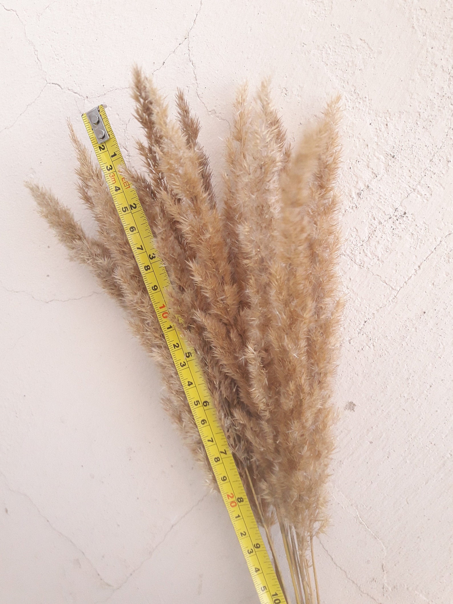 Cream Grass Decor, Grass Decor, Wild Pampas Grass Dried, Large Pampas ...
