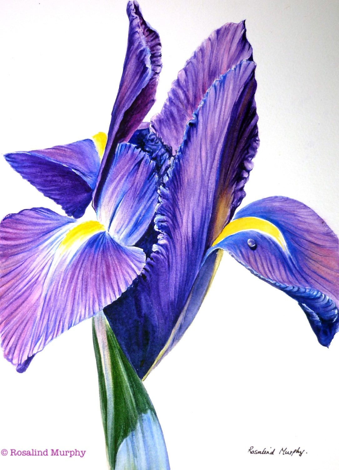 Iris (print of Original Watercolour) - Etsy UK